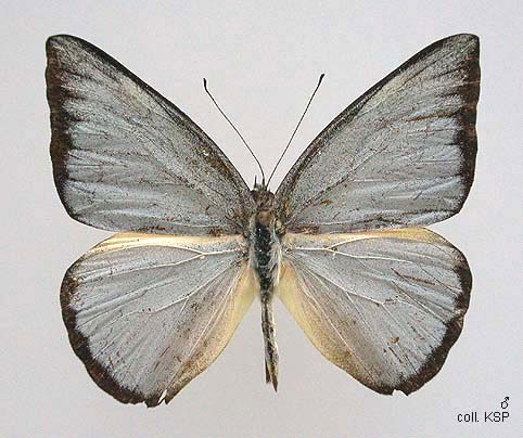 Papua Insects Foundation (Lepidoptera/Pieridae/Pierinae(Saletara liberia)